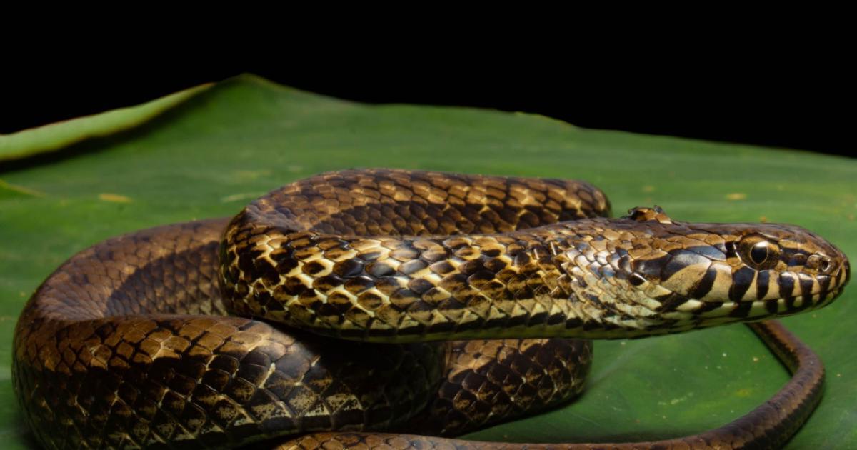 Cobra #307477 - Biofaces - Bring Nature Closer