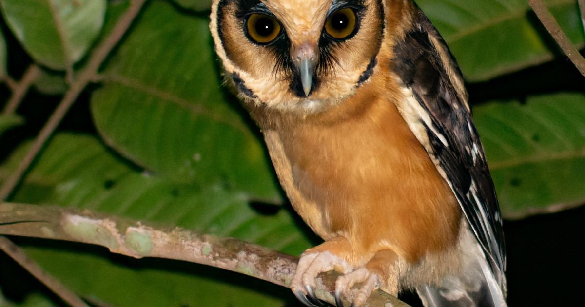 Caburé-acanelado #308235 - Biofaces - Bring Nature Closer