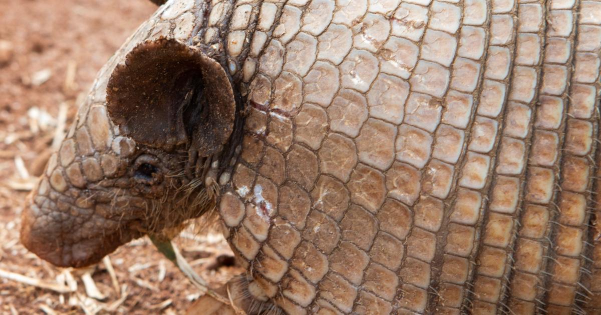 Tatu-de-rabo-mole-grande #308245 - Biofaces - Bring Nature Closer