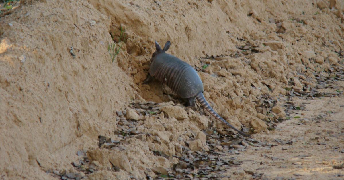 Tatu-galinha #308566 - Biofaces - Bring Nature Closer