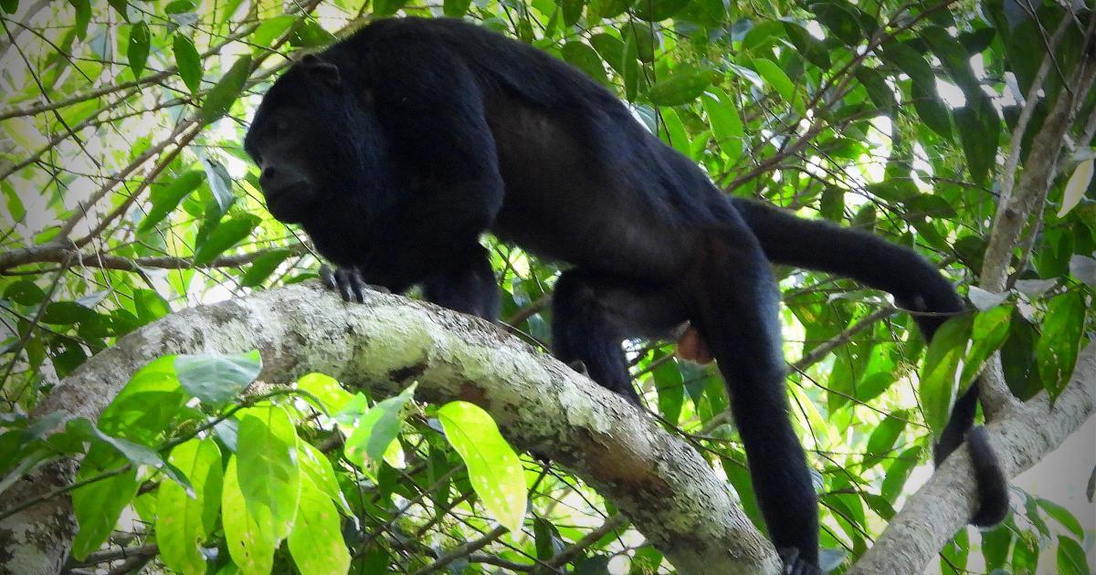 Bugio-preto-da-amazônia #309624 - Biofaces - Bring Nature Closer