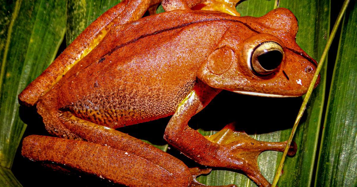 Sapo-Martelo #312493 - Biofaces - Bring Nature Closer