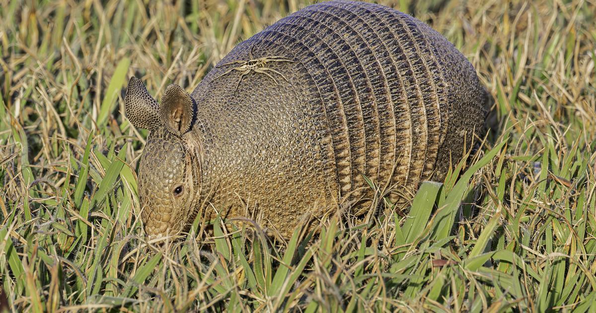 Tatu #313024 - Biofaces - Bring Nature Closer