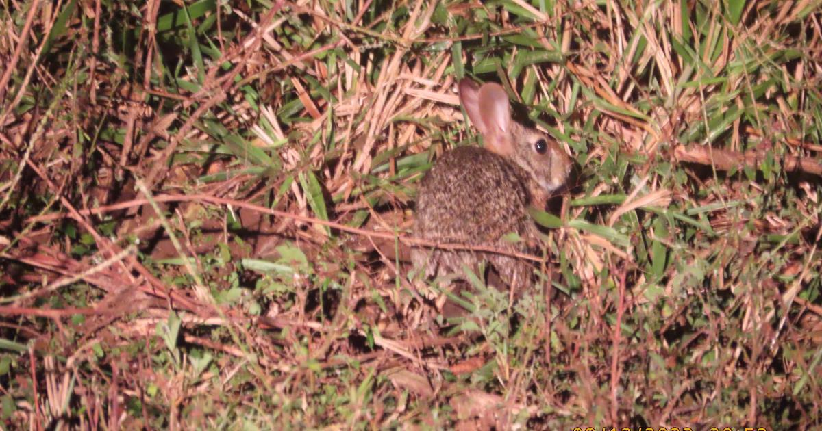 Tapiti #316221 - Biofaces - Bring Nature Closer