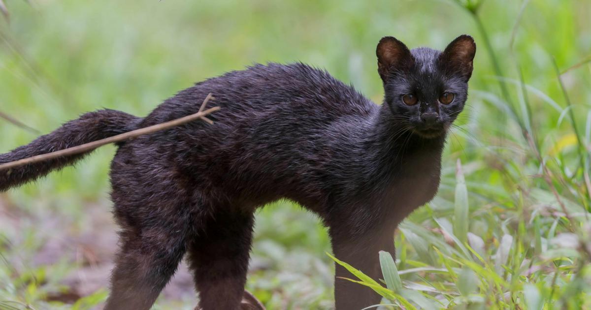 Gato #321544 - Biofaces - Bring Nature Closer