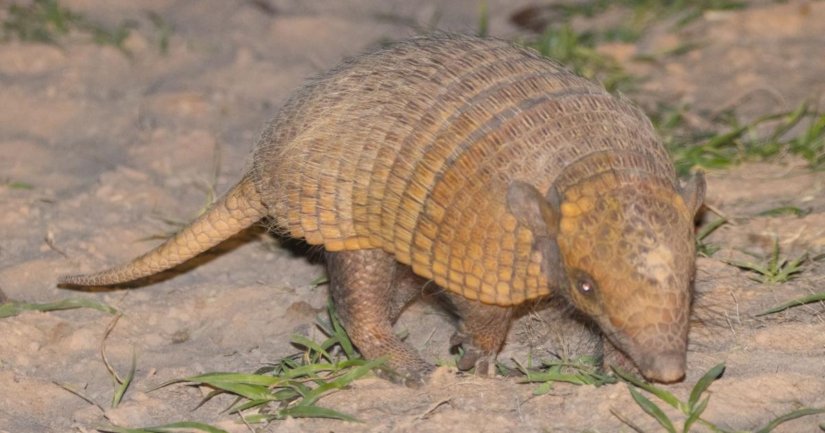 Tatu-peba #322250 - Biofaces - Bring Nature Closer