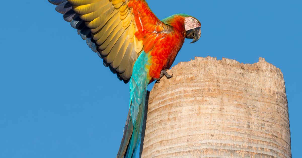 arara #323400 - Biofaces - Bring Nature Closer