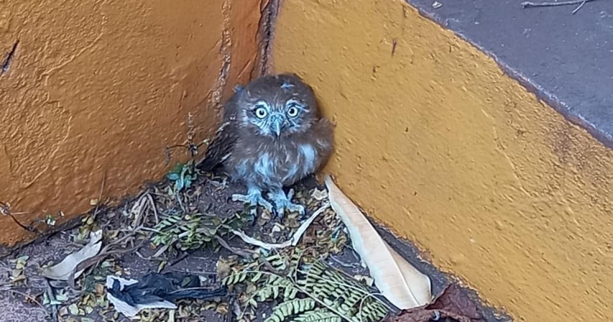 Caburé #327816 - Biofaces - Bring Nature Closer