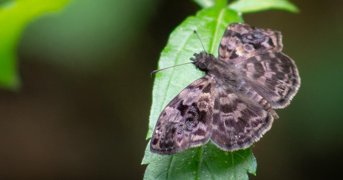 Begga #331777 - Biofaces - Bring Nature Closer