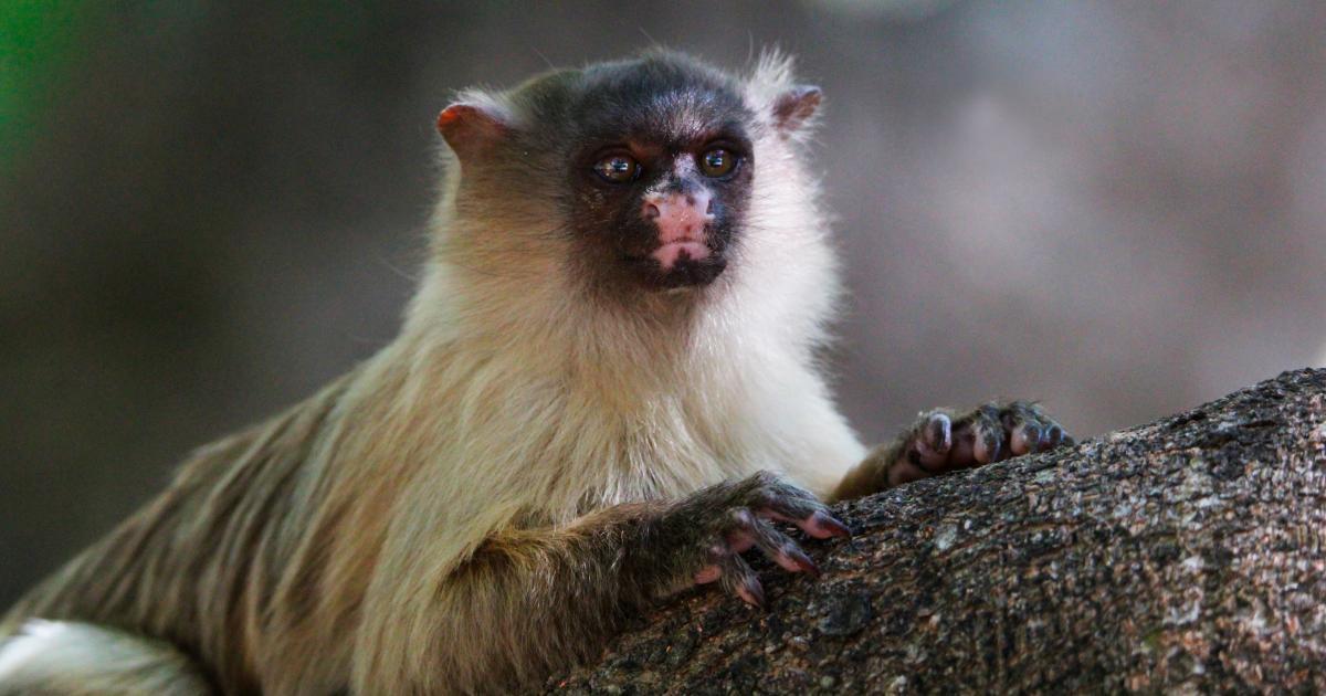 Sagui #336701 - Biofaces - Bring Nature Closer