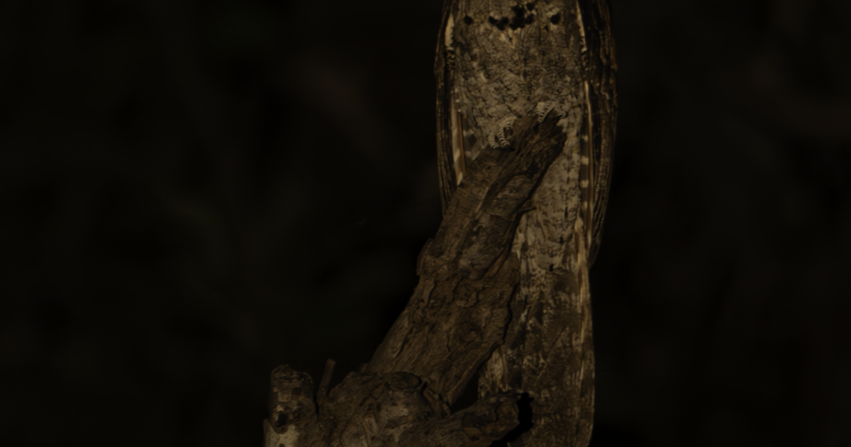 julio #339934 - Biofaces - Bring Nature Closer