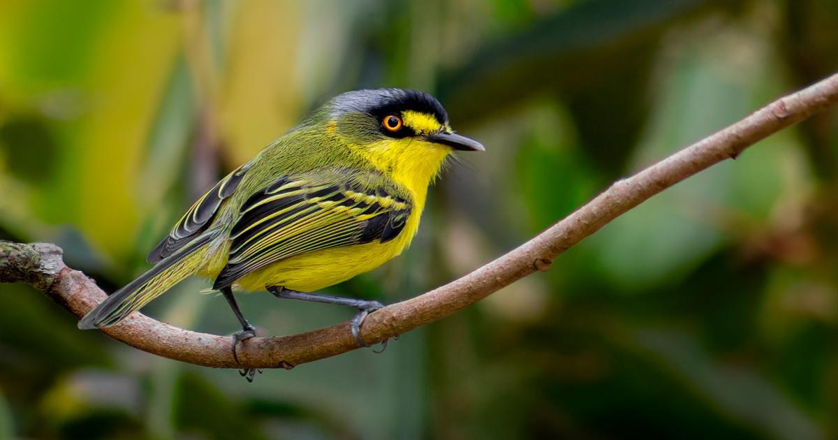 Teque-teque #340659 - Biofaces - Bring Nature Closer