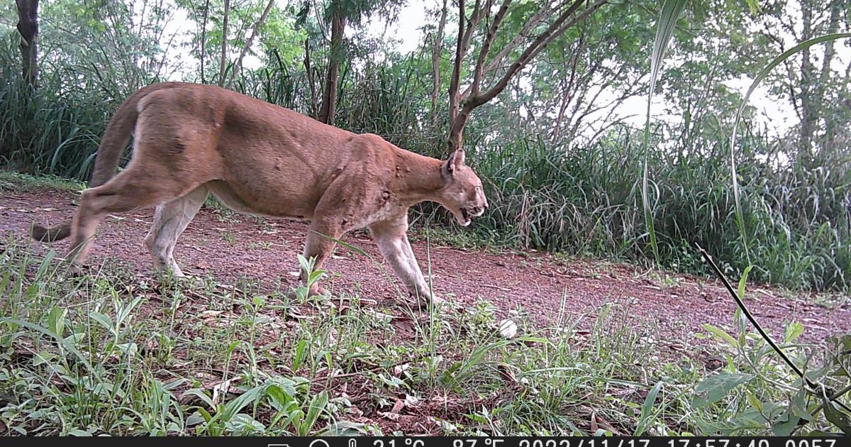 Puma #347460 - Biofaces - Bring Nature Closer