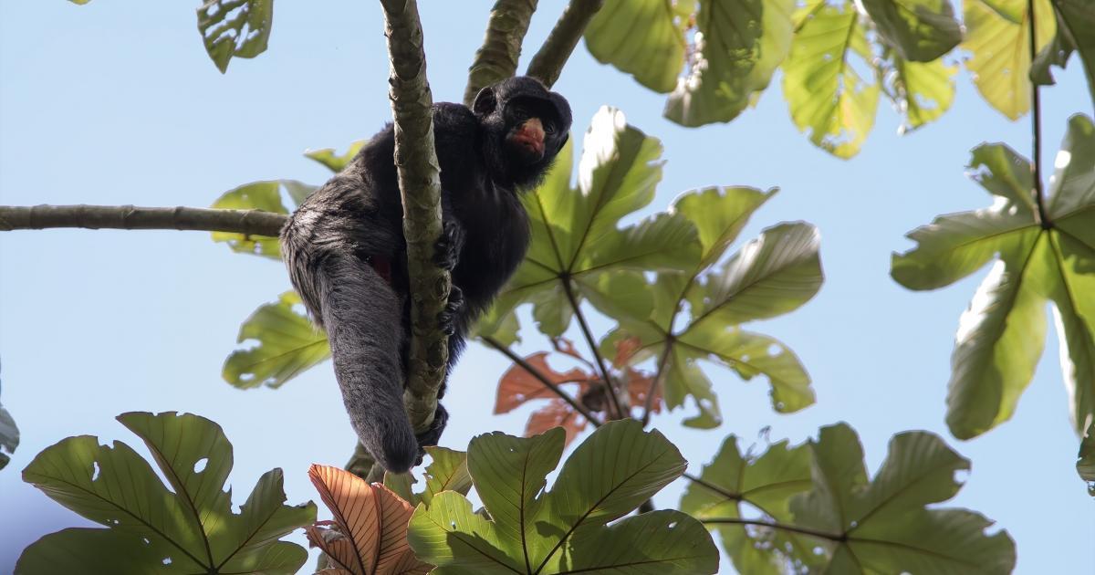 Chiropotes #348285 - Biofaces - Bring Nature Closer