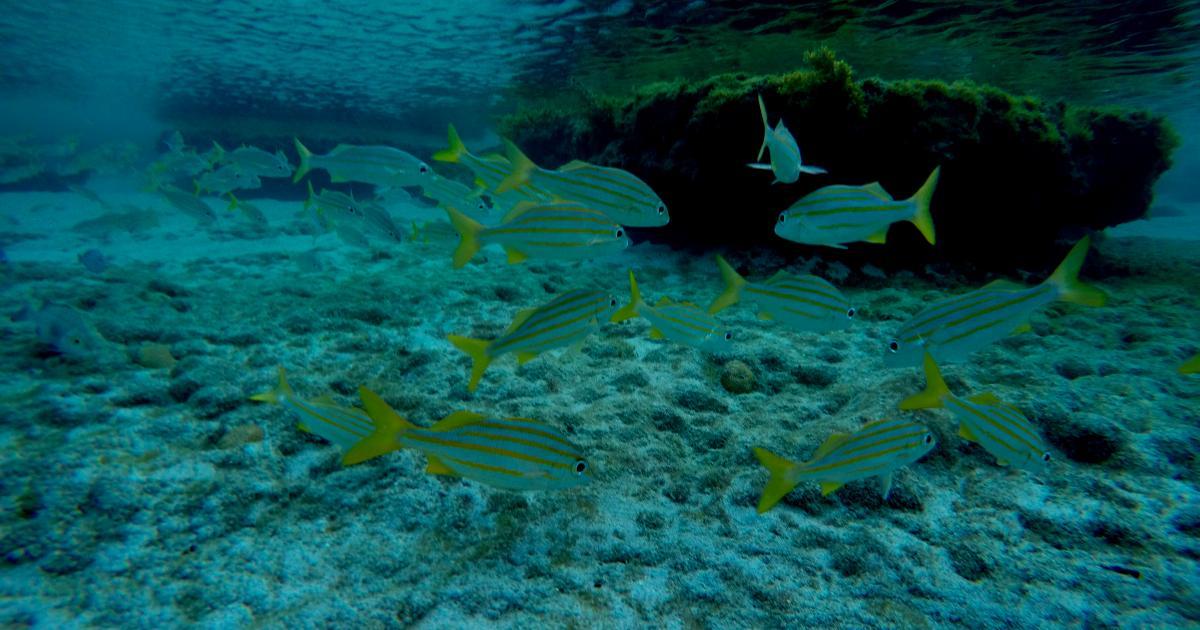 Cocoroca-boquinha #351145 - Biofaces - Bring Nature Closer