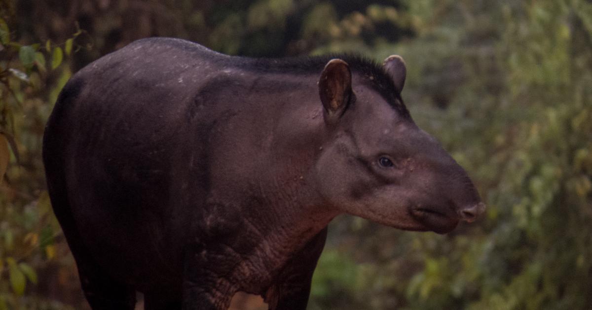 Anta #357887 - Biofaces - Bring Nature Closer