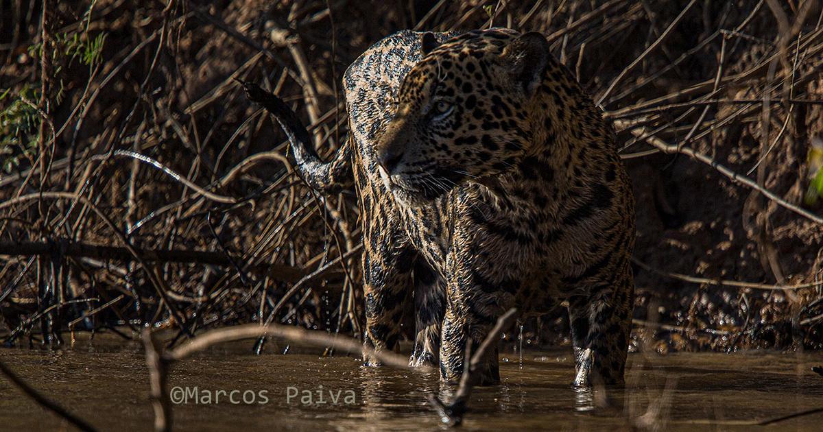 Onça-pintada #358151 - Biofaces - Bring Nature Closer