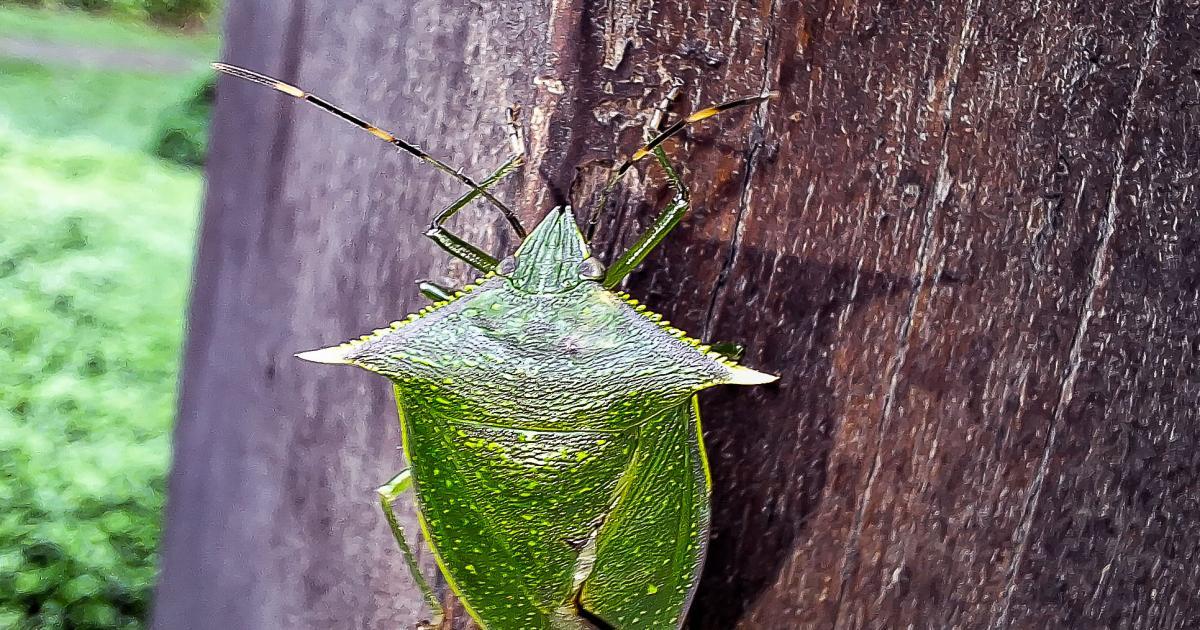 Percevejo-verde #361942 - Biofaces - Bring Nature Closer