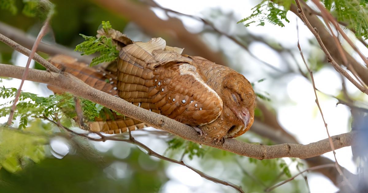 Chacharo #362026 - Biofaces - Bring Nature Closer