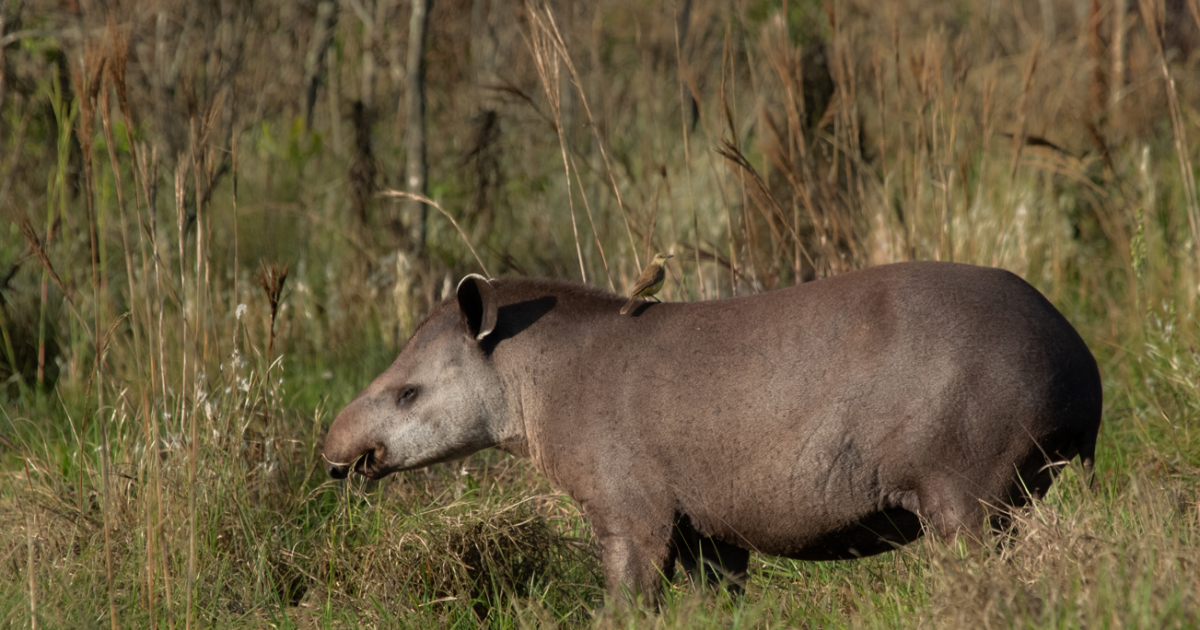 Anta #363446 - Biofaces - Bring Nature Closer