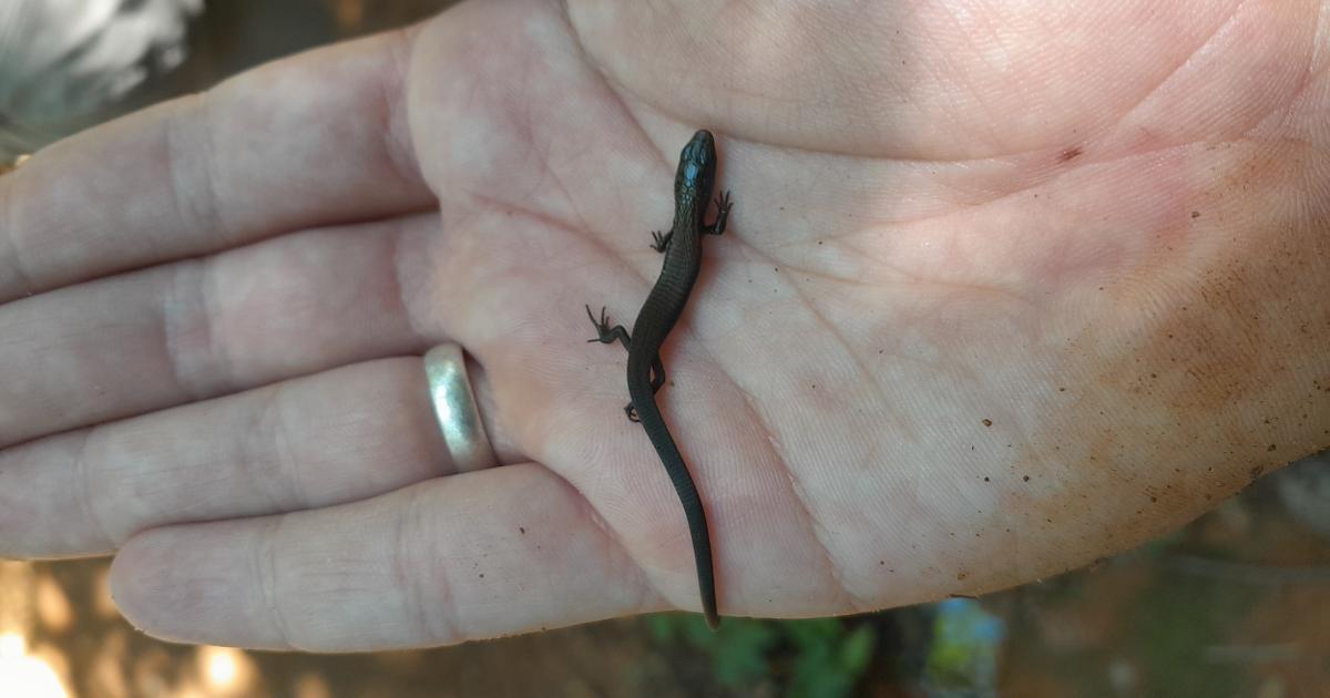 Calango-liso #365057 - Biofaces - Bring Nature Closer