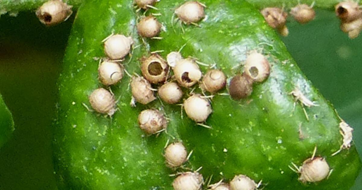 Afídeos #365236 - Biofaces - Bring Nature Closer