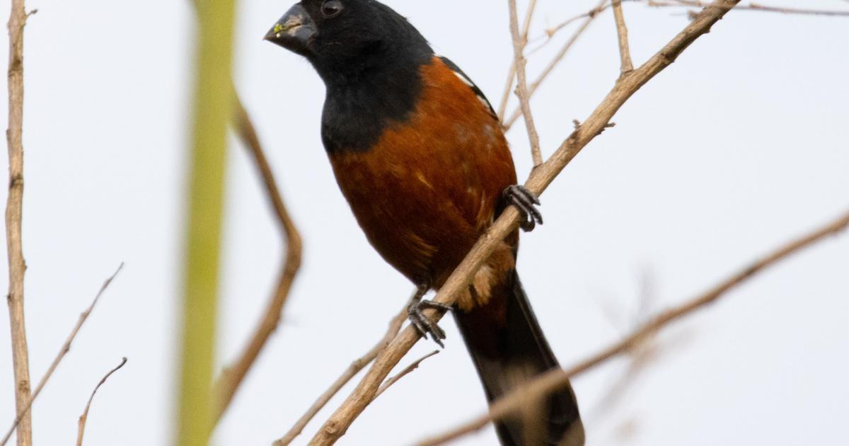 Curió #369491 - Biofaces - Bring Nature Closer