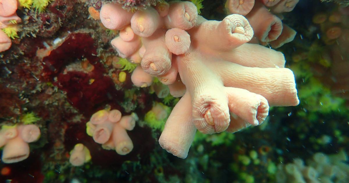 Coral-sol #372907 - Biofaces - Bring Nature Closer