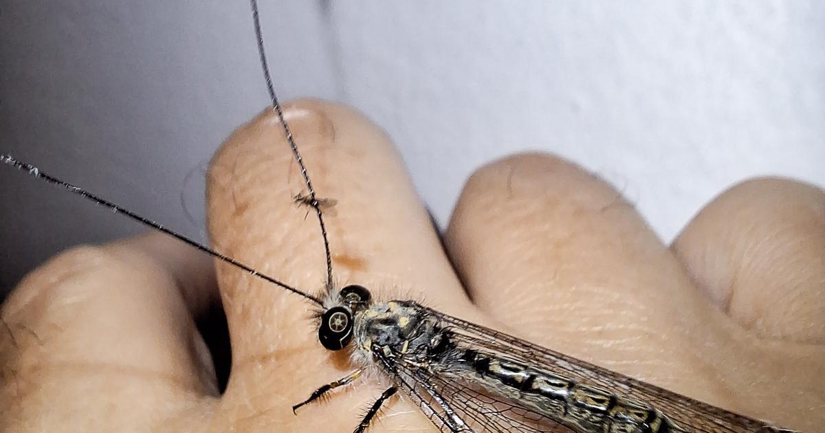 Formiga-leão #373061 - Biofaces - Bring Nature Closer