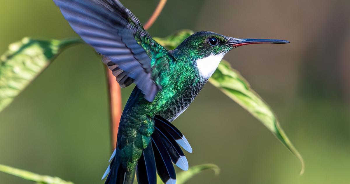 Beija-flor-de-papo-branco #373117 - Biofaces - Bring Nature Closer