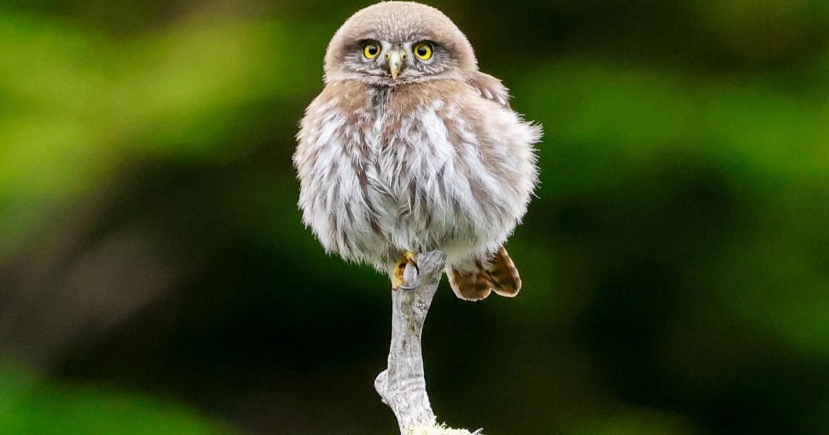 Caburé-austral #374090 - Biofaces - Bring Nature Closer