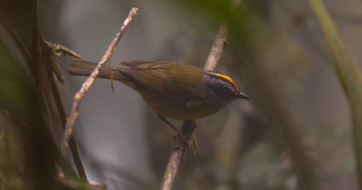 pula #375140 - Biofaces - Bring Nature Closer