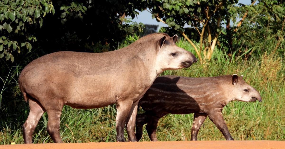 Anta #375995 - Biofaces - Bring Nature Closer