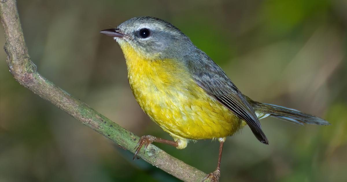 Pula-pula #380536 - Biofaces - Bring Nature Closer