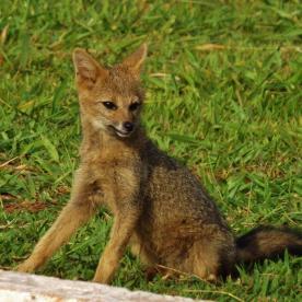 Lycalopex vetulus [Least Concern] - Biofaces - Bring Nature Closer