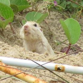 Ctenomys flamarioni [Endangered] - Biofaces - Bring Nature Closer