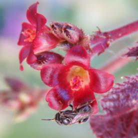 Plebeia remota [Not evaluated] - Biofaces - Bring Nature Closer