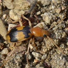 Pheropsophus aequinoctialis [Not evaluated] - Biofaces - Bring Nature ...